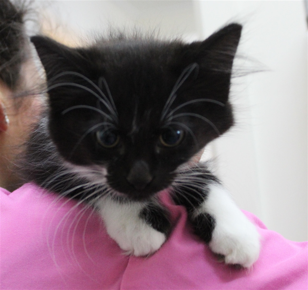 Nyx - Female Dmh Mix Cat in WA - PetRescue