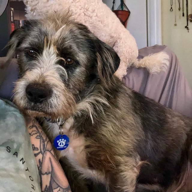 Benji - Medium Male Mixed Breed Mix Dog in WA - PetRescue