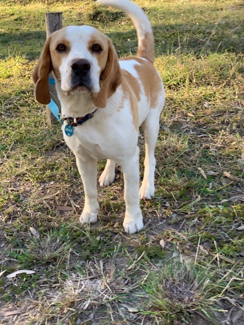 Maxamillion - Medium Male Beagle Dog in QLD - PetRescue