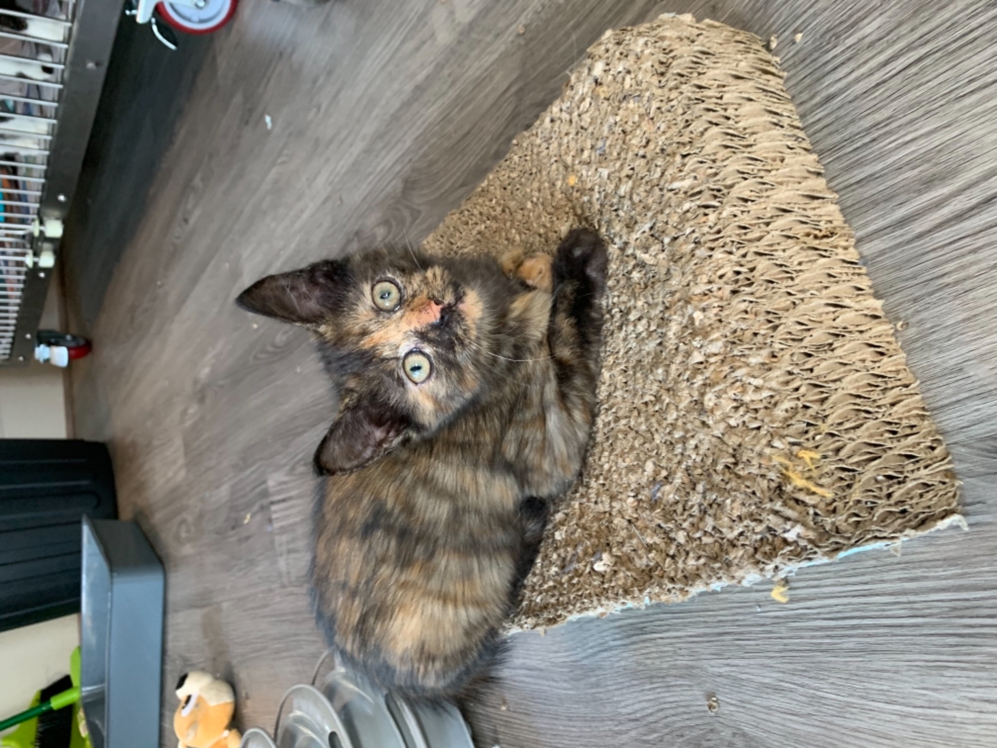 Murr - Female Domestic Short Hair Cat in NSW - PetRescue