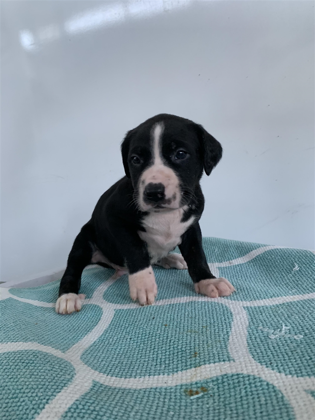 Marley - Large Male Border Collie x English Pointer Mix Dog in QLD ...