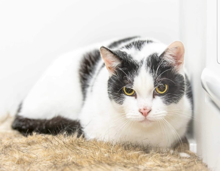 AK2629 - Pongo - Male Domestic Short Hair Cat in WA - PetRescue