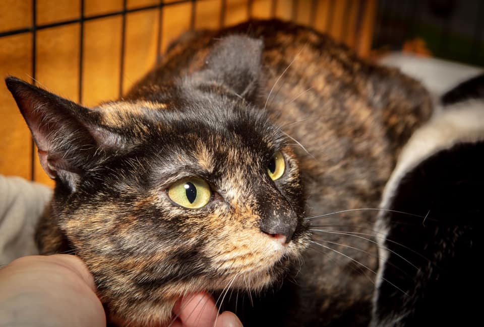 AC0795 - Poss - Female Domestic Short Hair Cat in WA - PetRescue