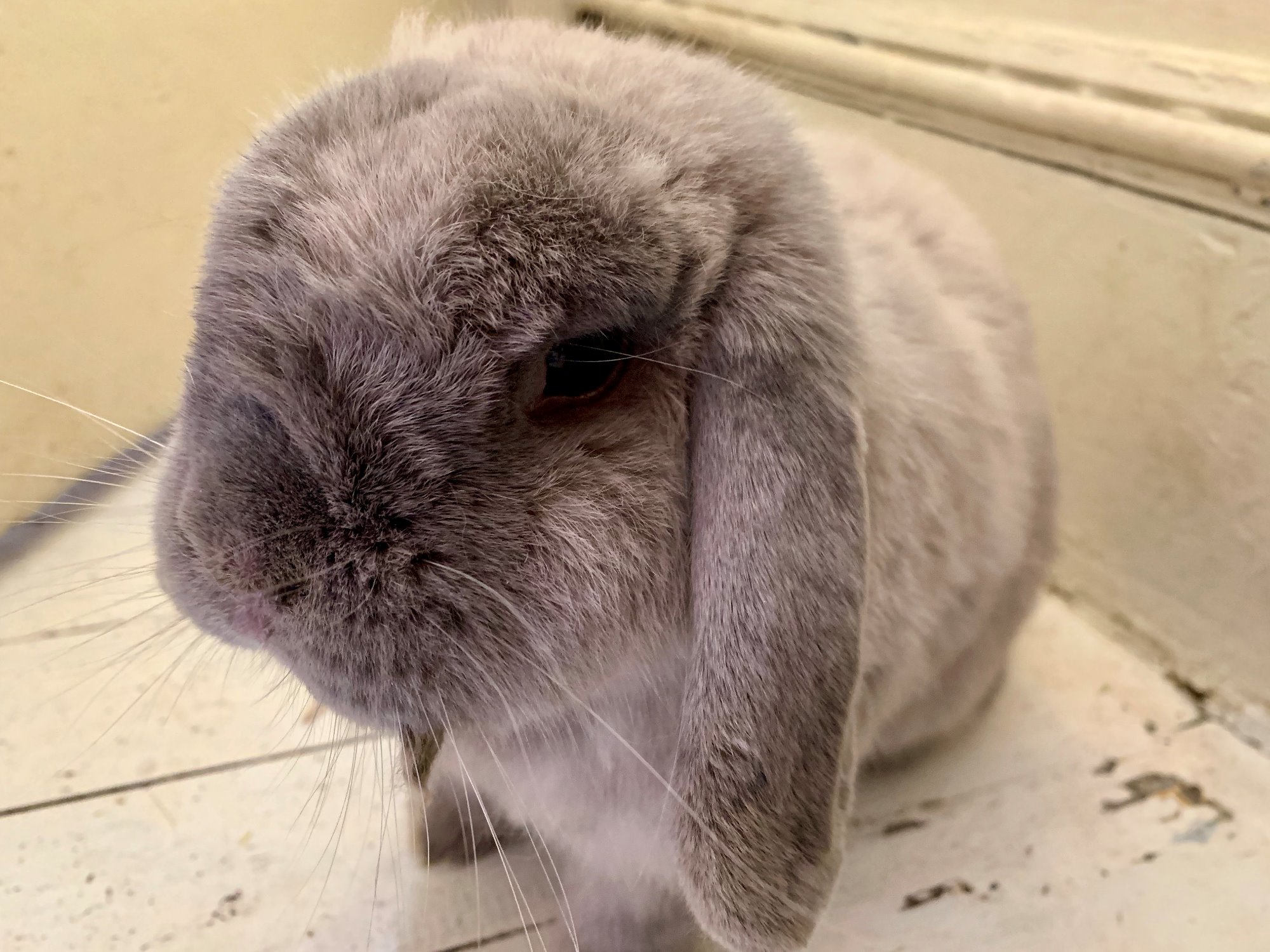 Flopso - Male Holland Lop Mix Rabbit in NSW - PetRescue