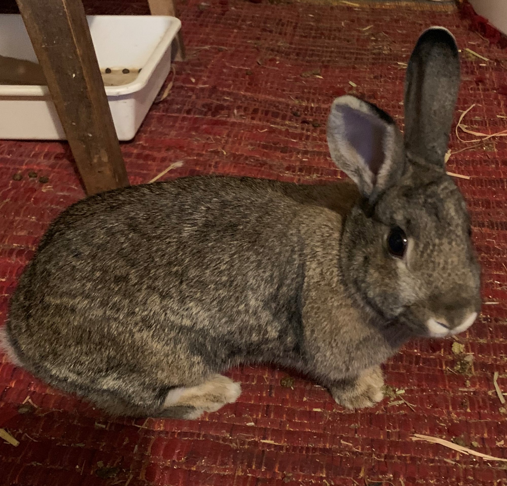 BB / Beach Bun - Female Beveren Mix Rabbit in NSW - PetRescue