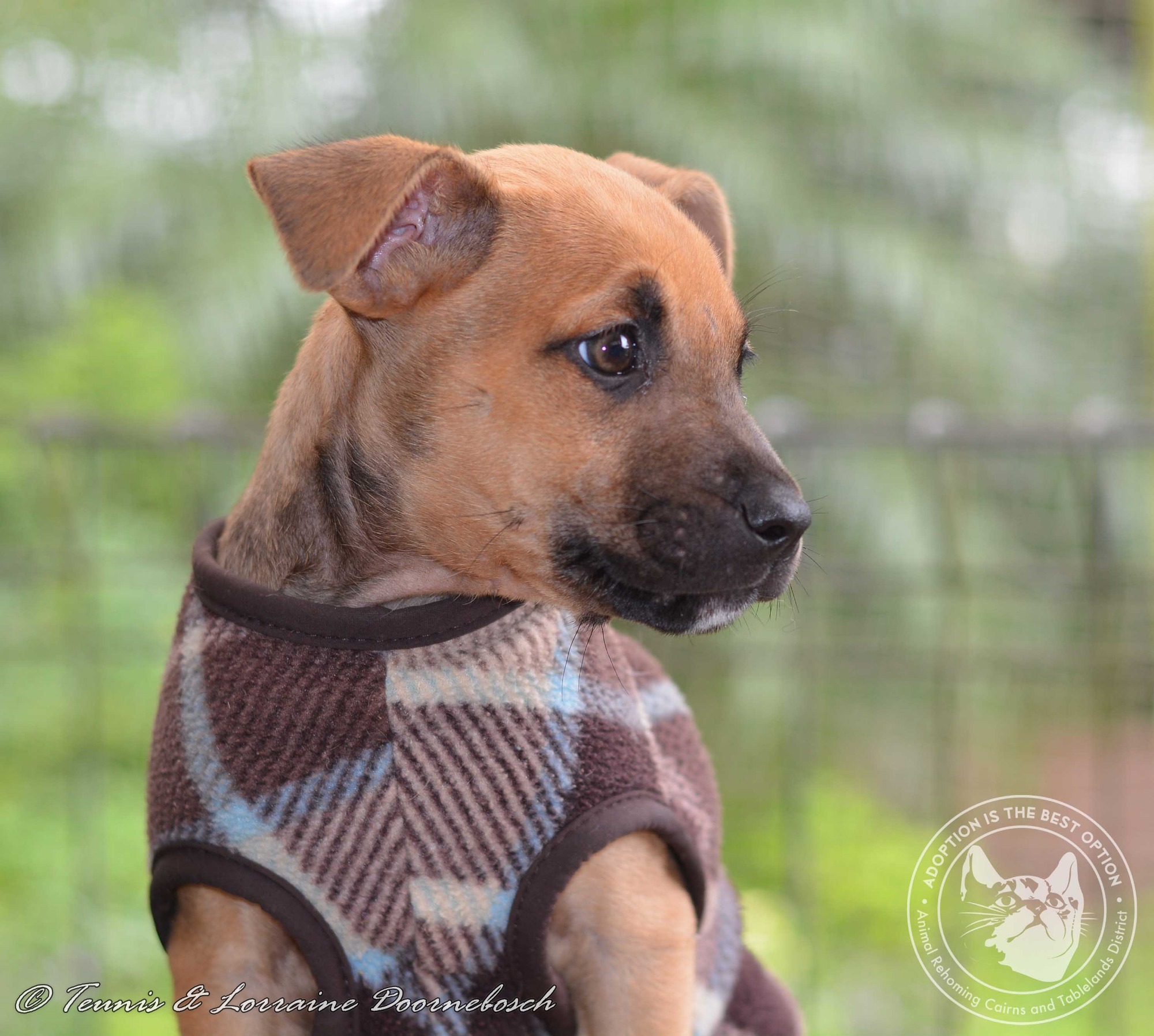 Sienna - Medium Female Mixed Breed Dog in QLD - PetRescue