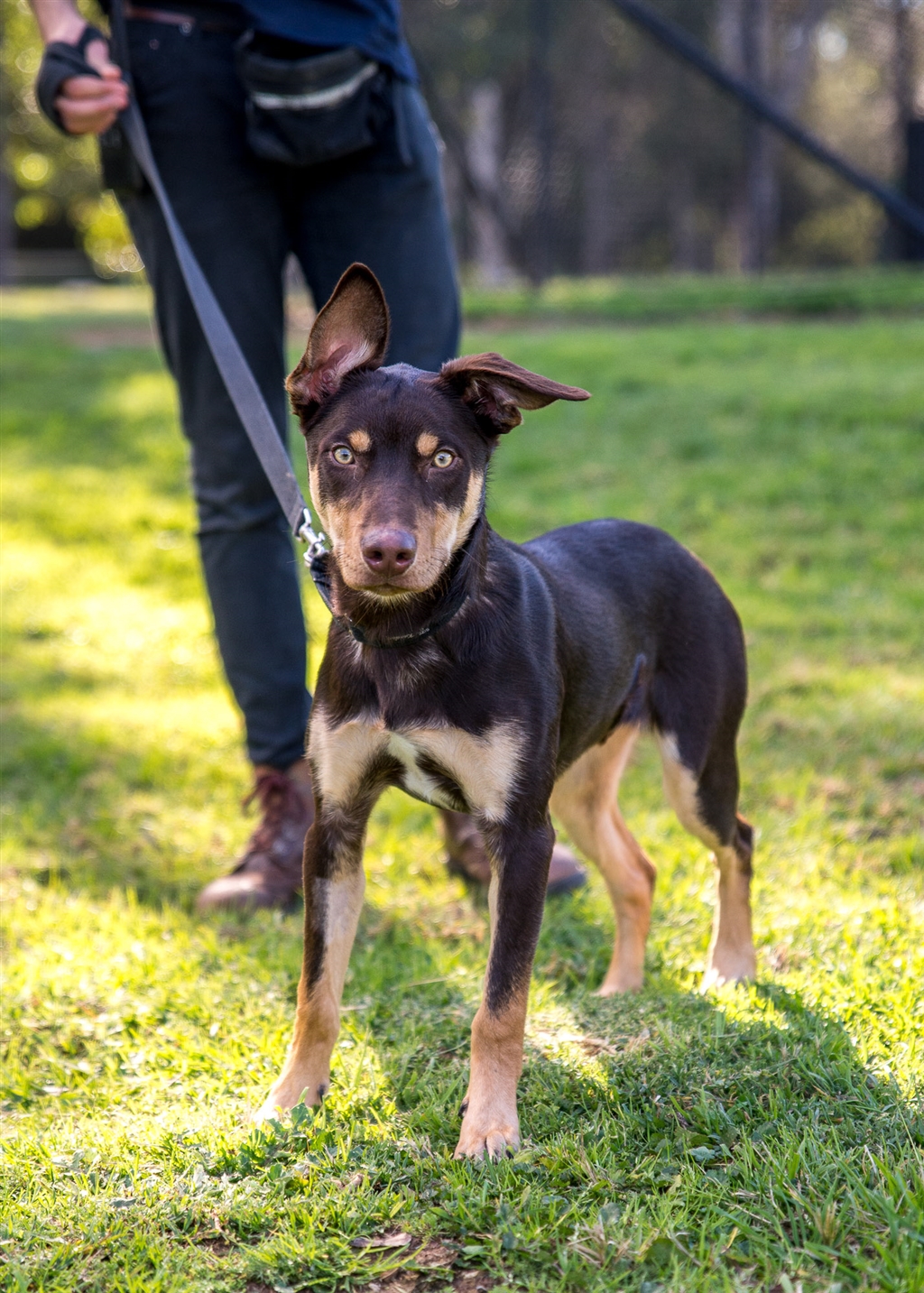 Max - Medium Male Kelpie Mix Dog in NSW - PetRescue