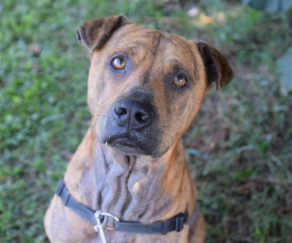 Brax - Large Male Bull Arab x Shar Pei Mix Dog in QLD - PetRescue