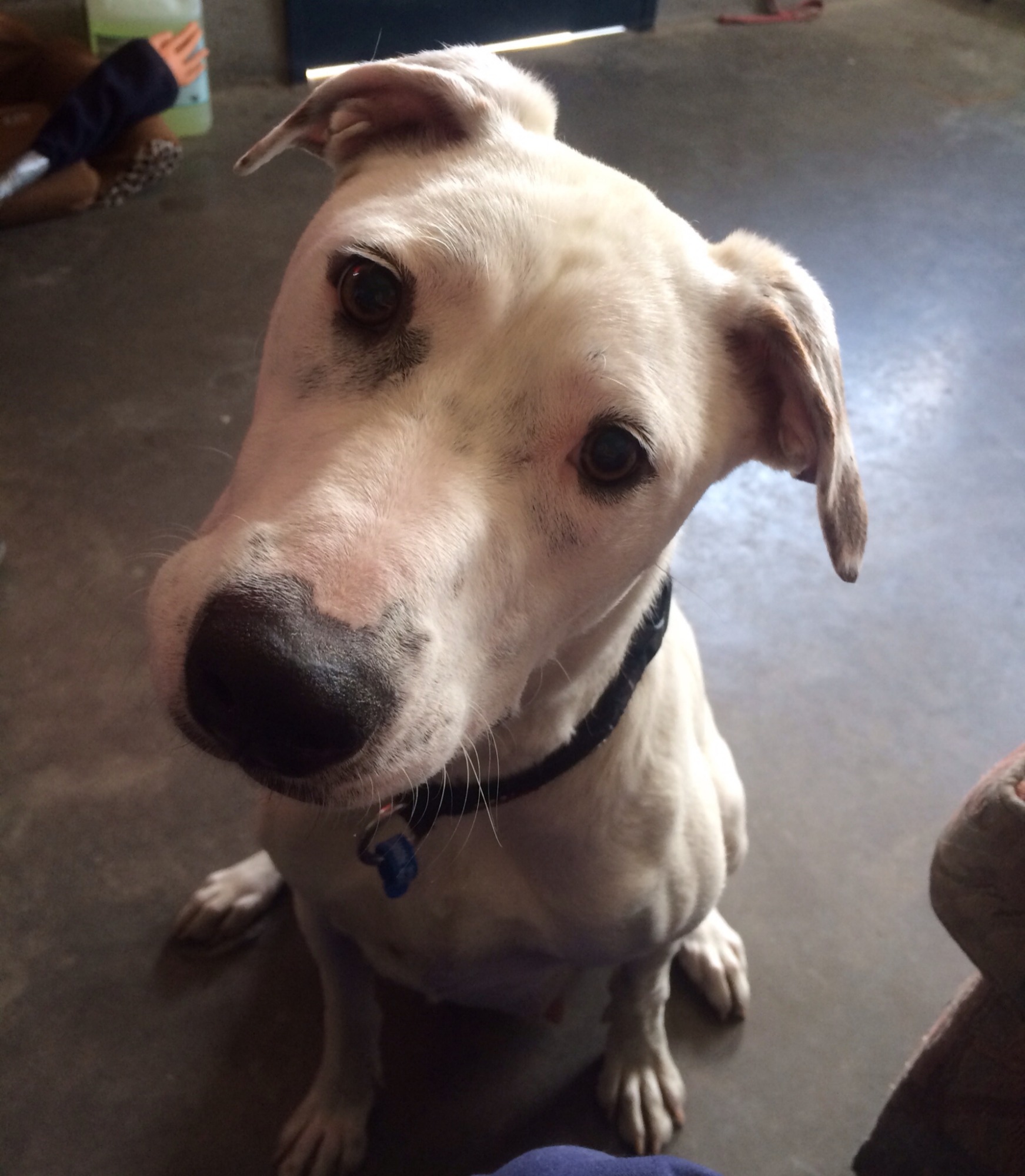 Millie - Large Female Greyhound x Mastiff Mix Dog in NSW - PetRescue