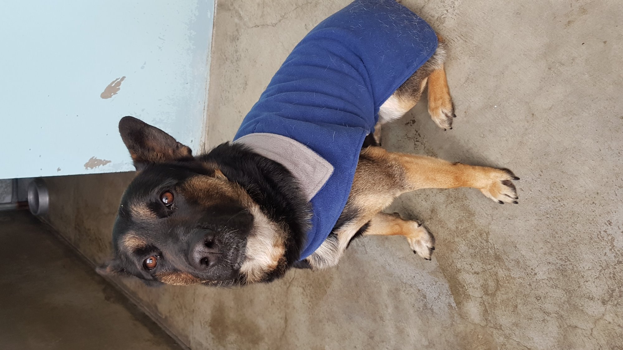 Bobo - Large Male German Shepherd Dog in NSW - PetRescue