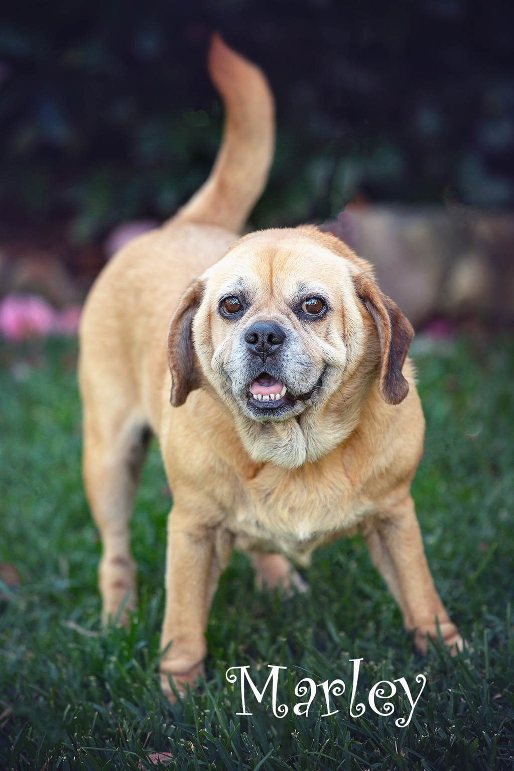 MacEy - Small Female Beagle x Pug Mix Dog in NSW - PetRescue