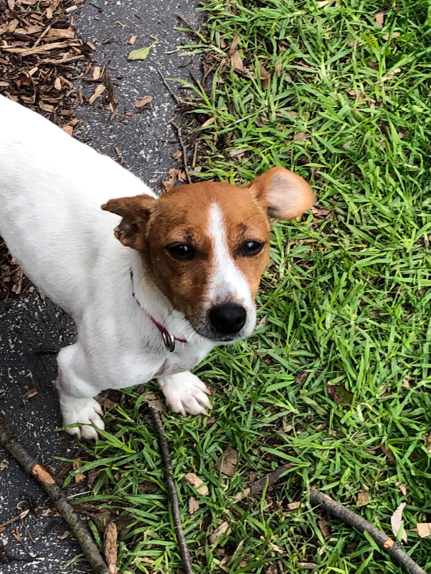Pixie - Small Female Jack Russell Terrier Dog in VIC - PetRescue