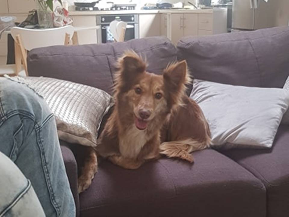 Buddy - Medium Female Border Collie x Whippet Mix Dog in VIC - PetRescue