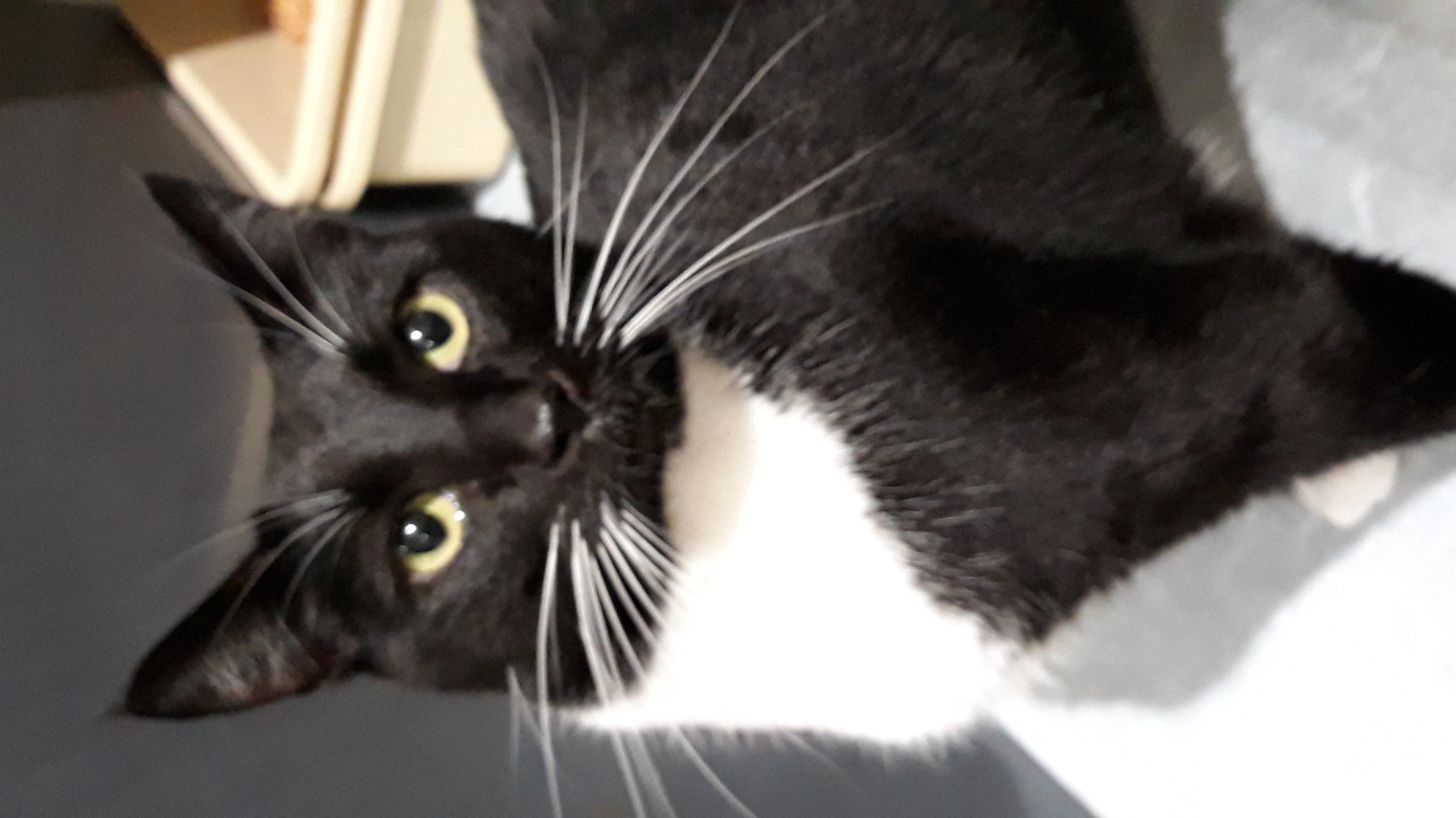 Scotty - Male Domestic Short Hair Cat in VIC - PetRescue