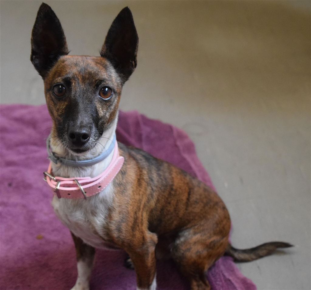 Penny - Small Female Miniature Fox Terrier x Miniature Pinscher Mix Dog ...