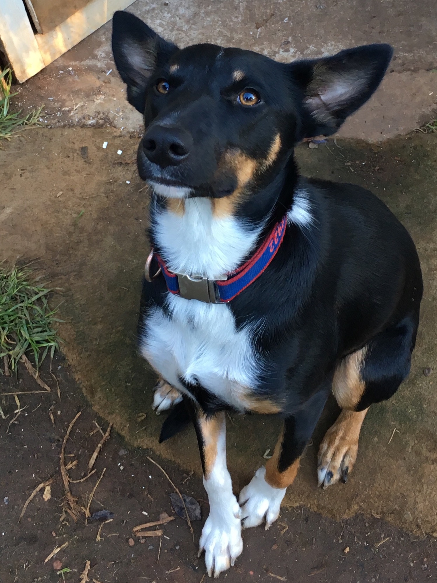 Timmy - Medium Female Kelpie Dog in VIC - PetRescue