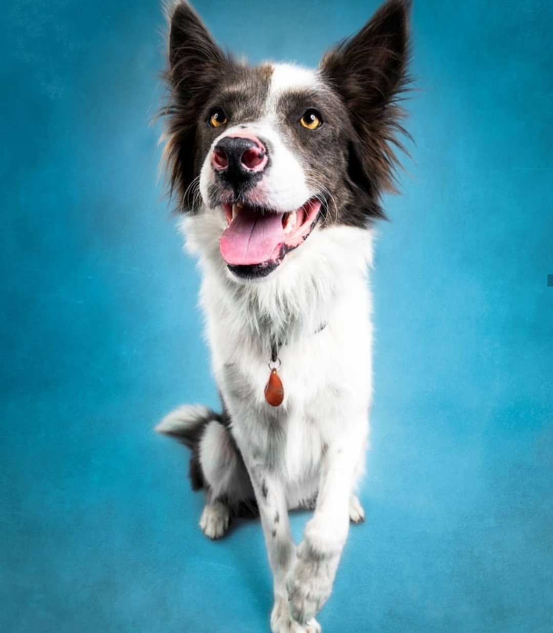 Toby - Medium Male Border Collie x Husky Mix Dog in QLD - PetRescue