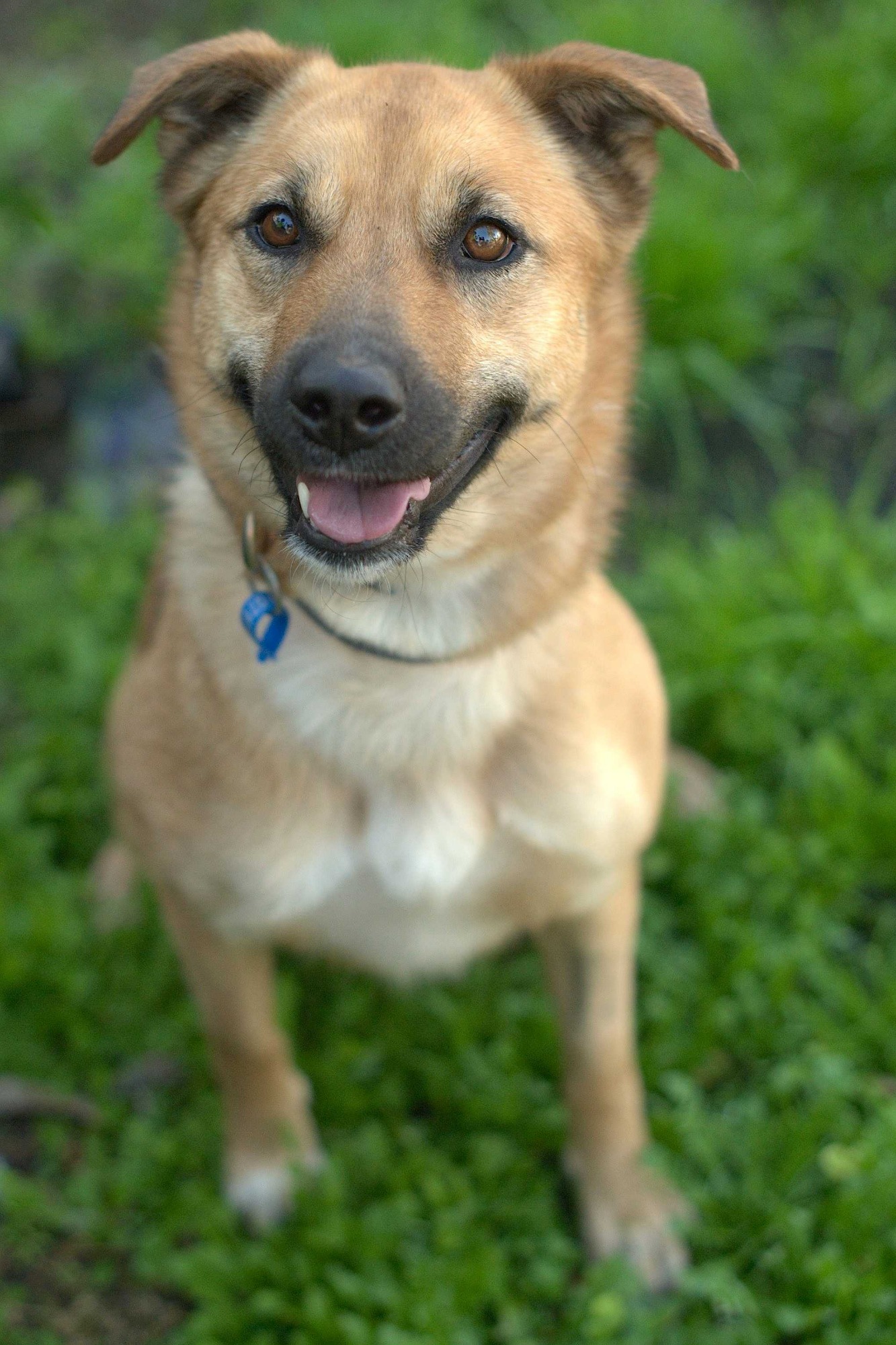 Ruby - Large Female German Shepherd Mix Dog in NSW - PetRescue