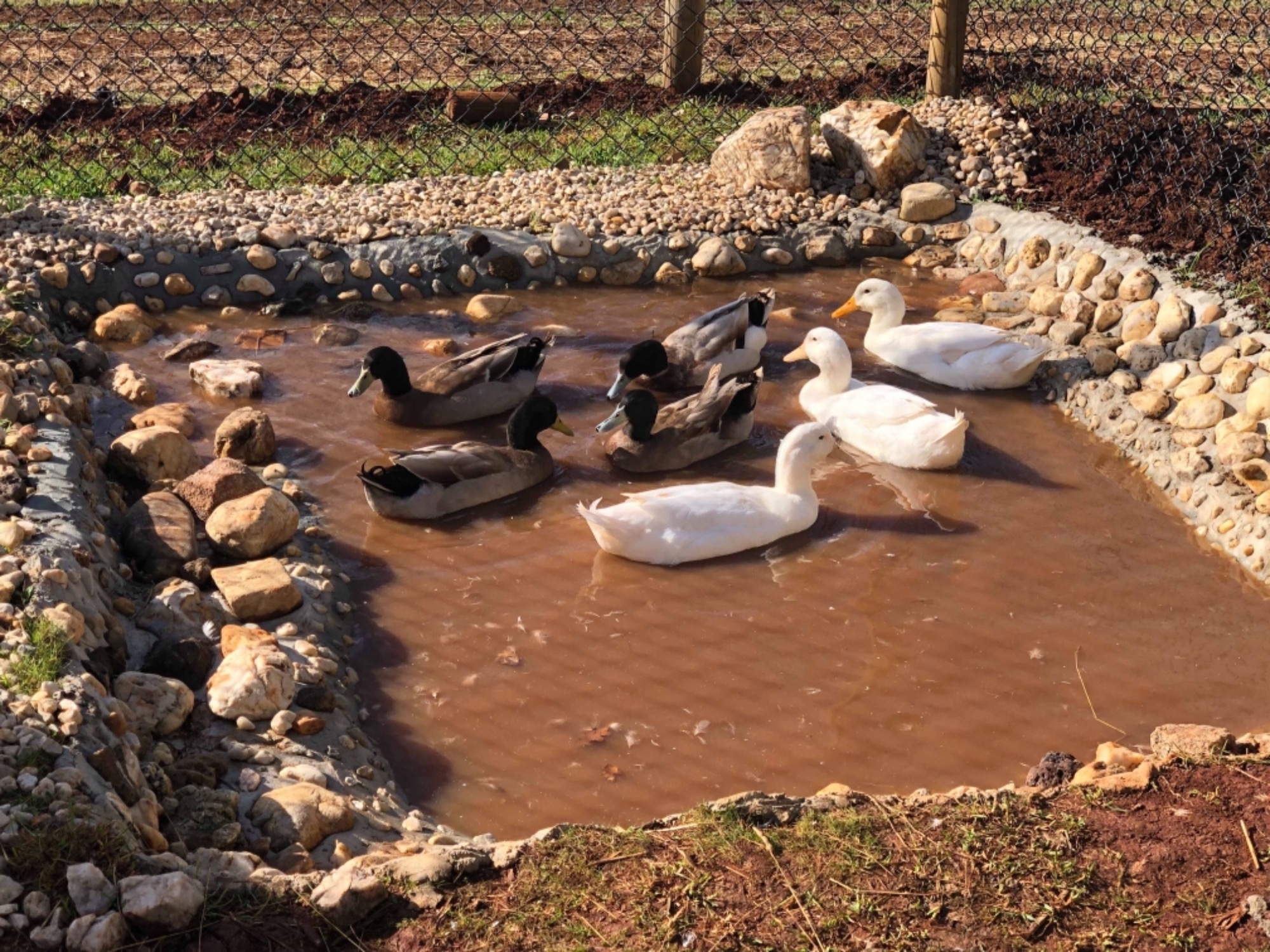 Ducks for adoption, - Male Duck in VIC - PetRescue