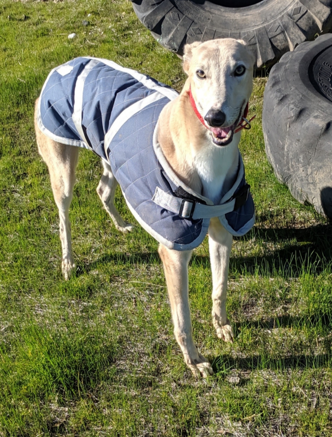 Bear - Large Male Greyhound Dog in VIC - PetRescue