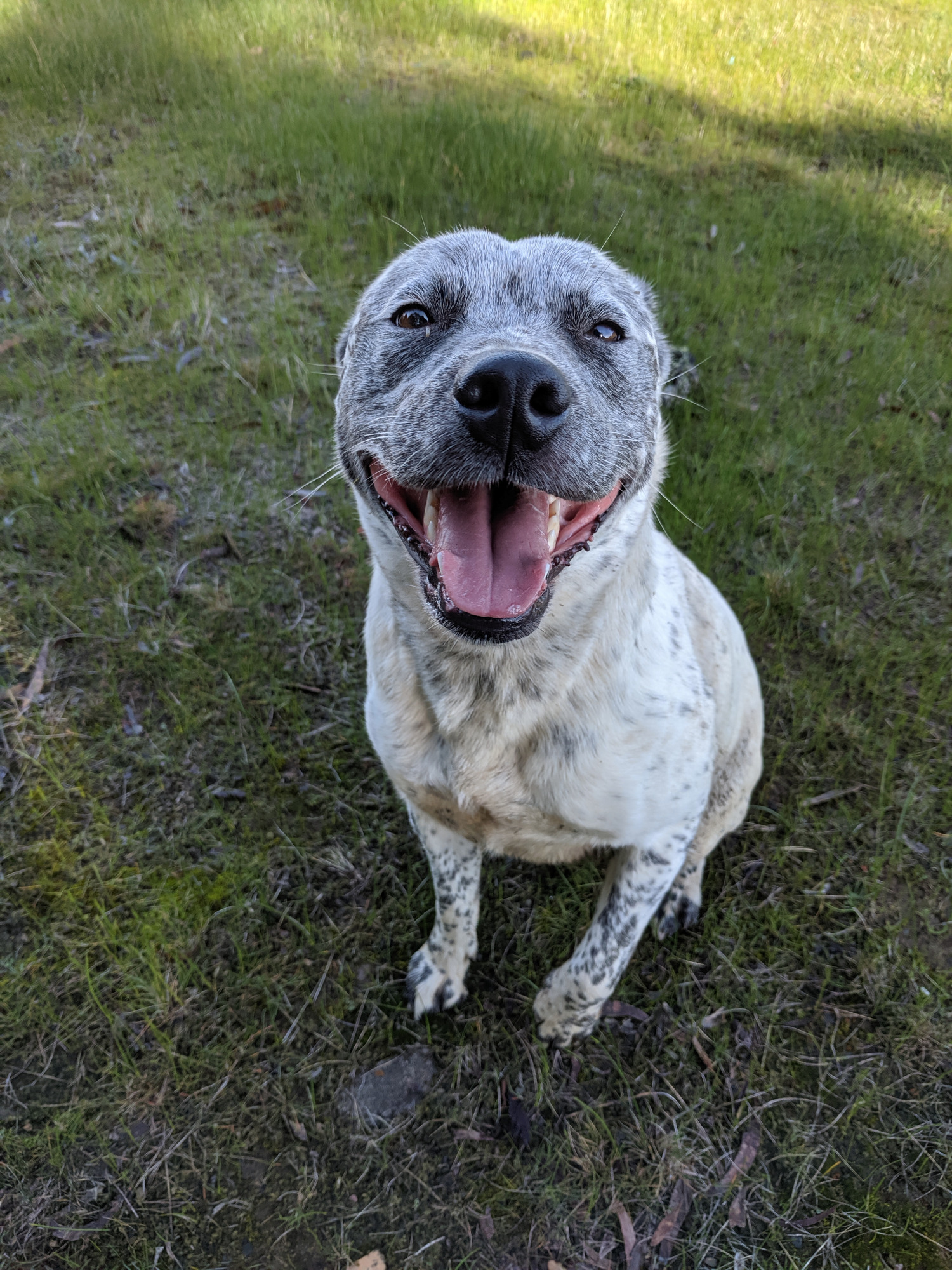 Ballarat Animal Shelter - PetRescue