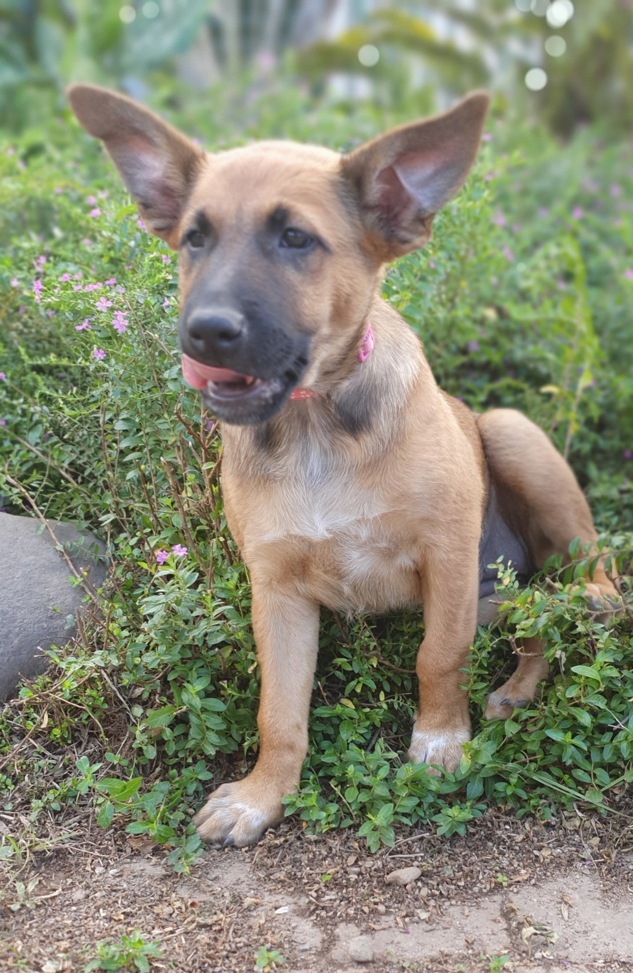 Dawn - Medium Female Red Heeler Mix Dog in QLD - PetRescue