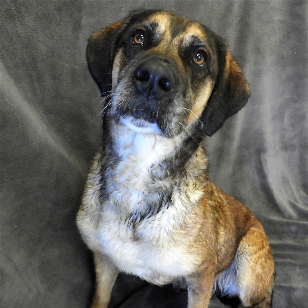 Bonnie - Large Female Boxer x Golden Retriever Mix Dog in VIC - PetRescue