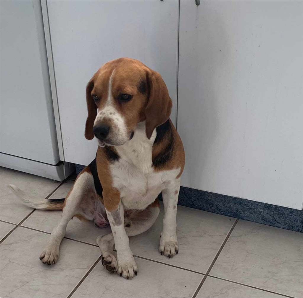 Bo - Medium Male Beagle Dog in NSW - PetRescue