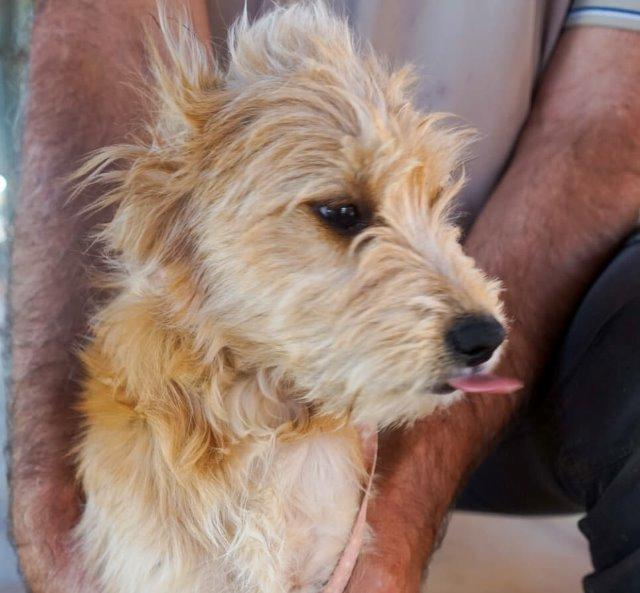 Winnie - Small Female Mixed Breed Dog in WA - PetRescue