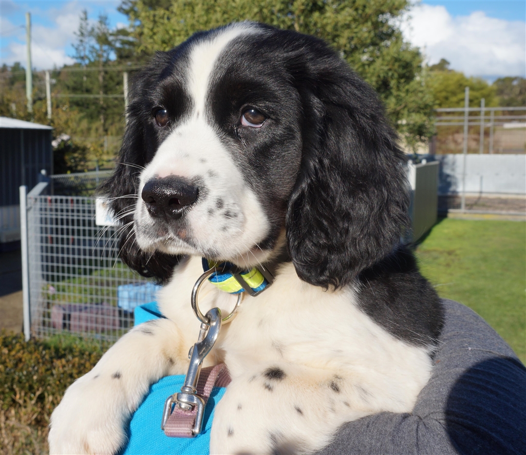 Bailey - Medium Male English Springer Spaniel Mix Dog in TAS - PetRescue