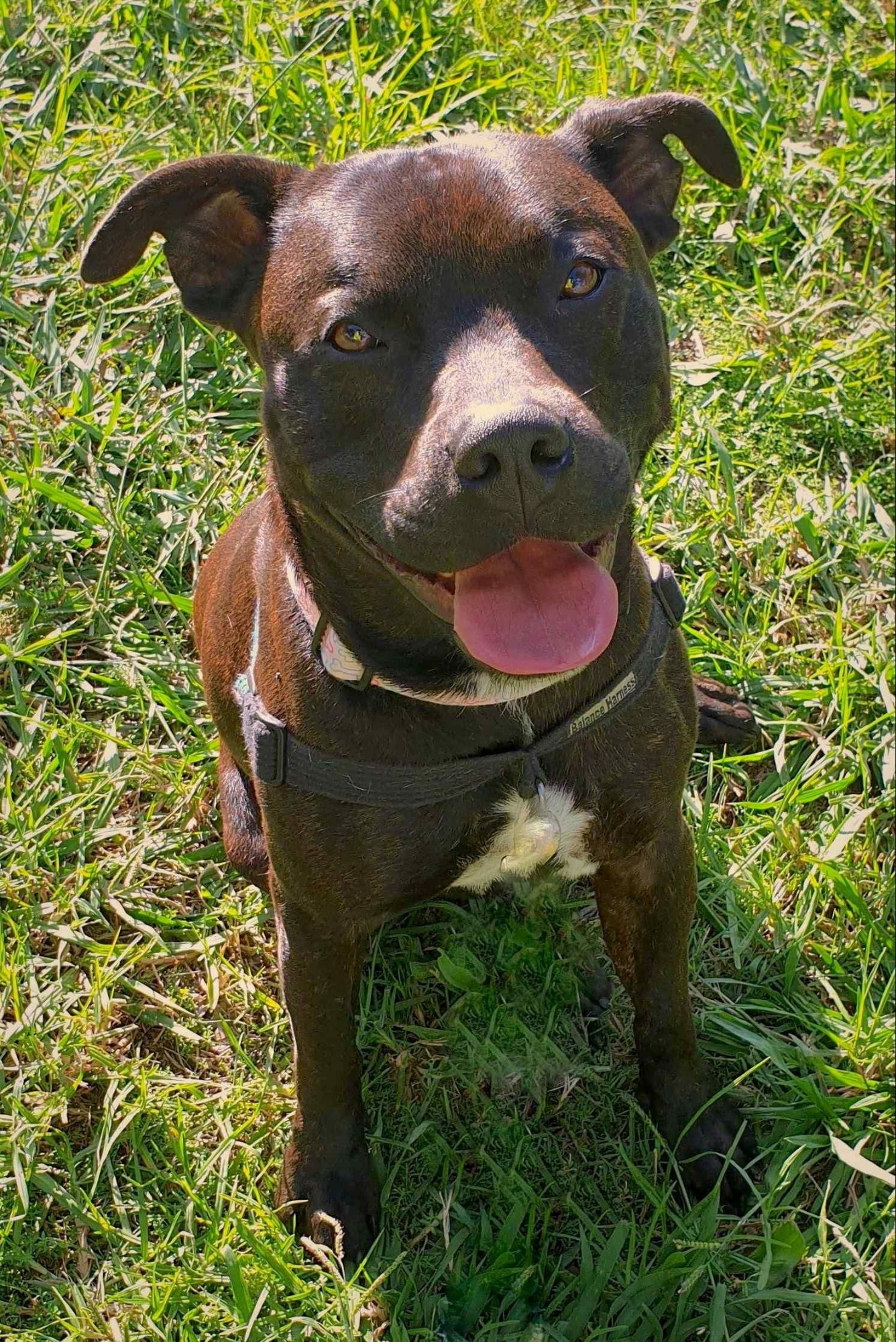 Ray Ray - Medium Male Staffordshire Bull Terrier Mix Dog in NSW - PetRescue
