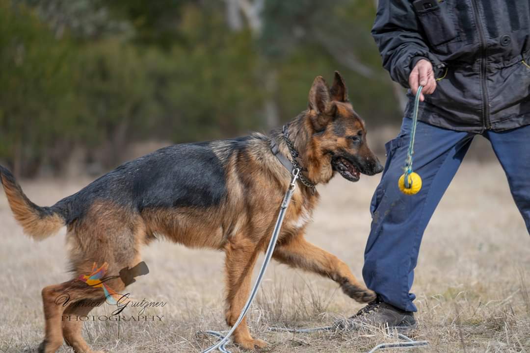 Beau - Large Male German Shepherd Dog in NSW - PetRescue