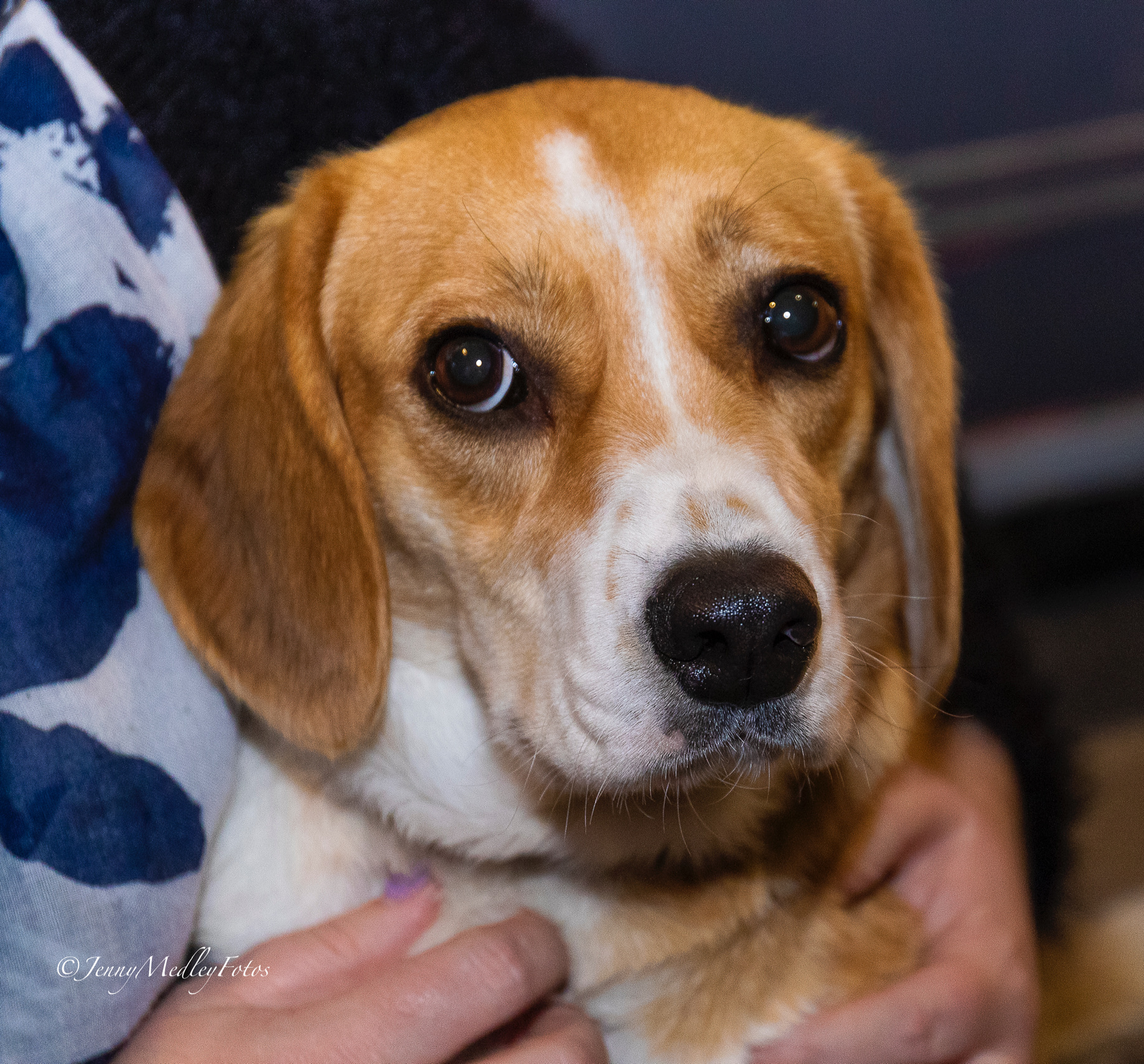 Evie - Medium Female Beagle Dog in QLD - PetRescue