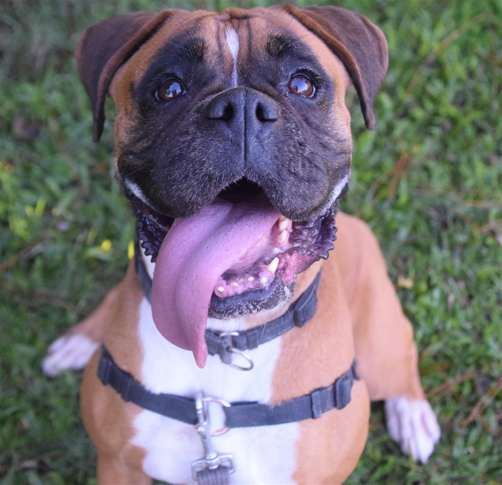 Lotti - Large Female Boxer Mix Dog in QLD - PetRescue