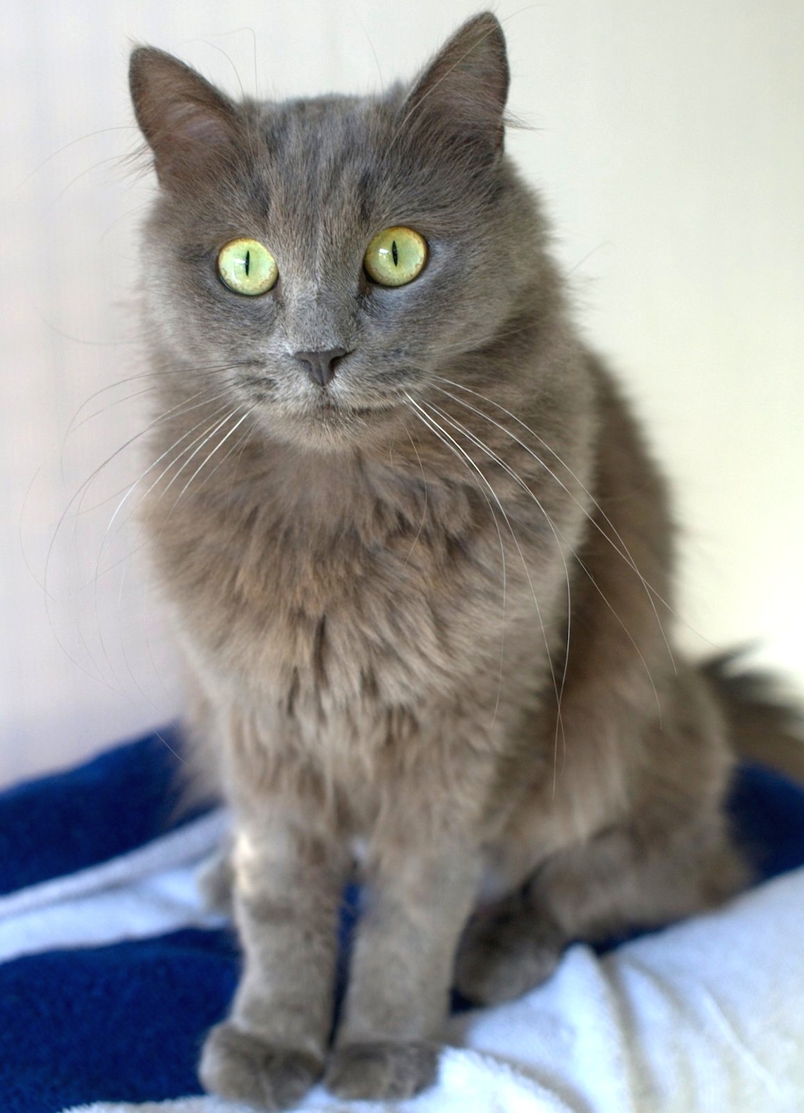 Zazu - Female Domestic Medium Hair Cat in NSW - PetRescue