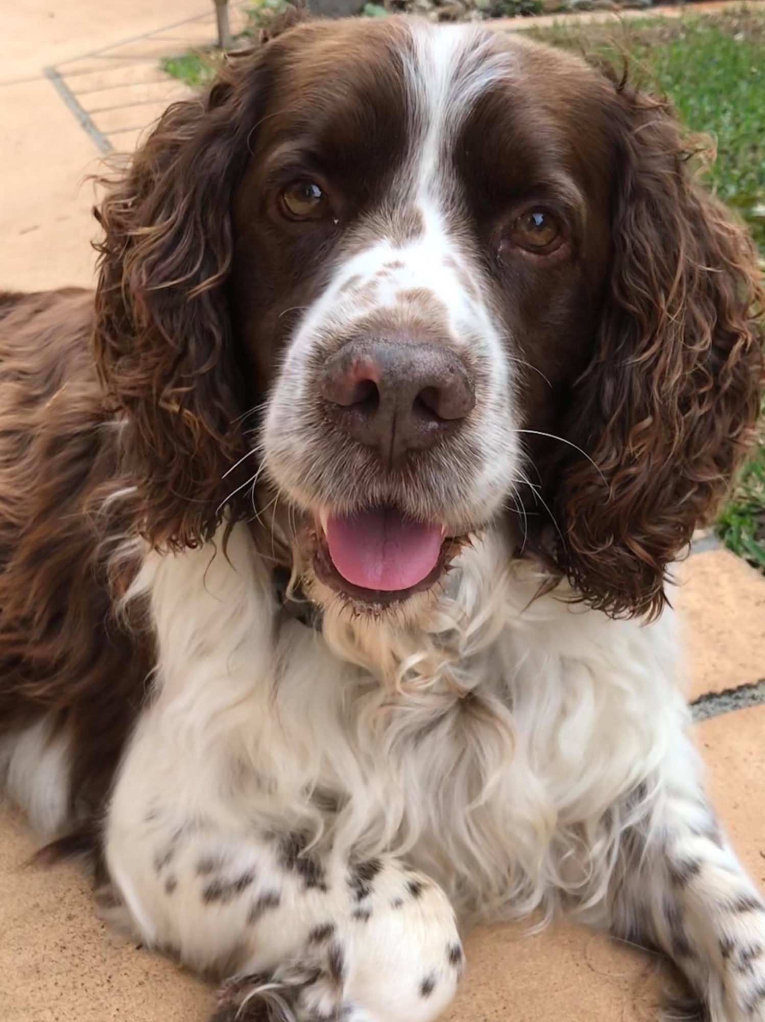 Hudson 🐕 - Medium Male English Springer Spaniel Dog in NSW - PetRescue