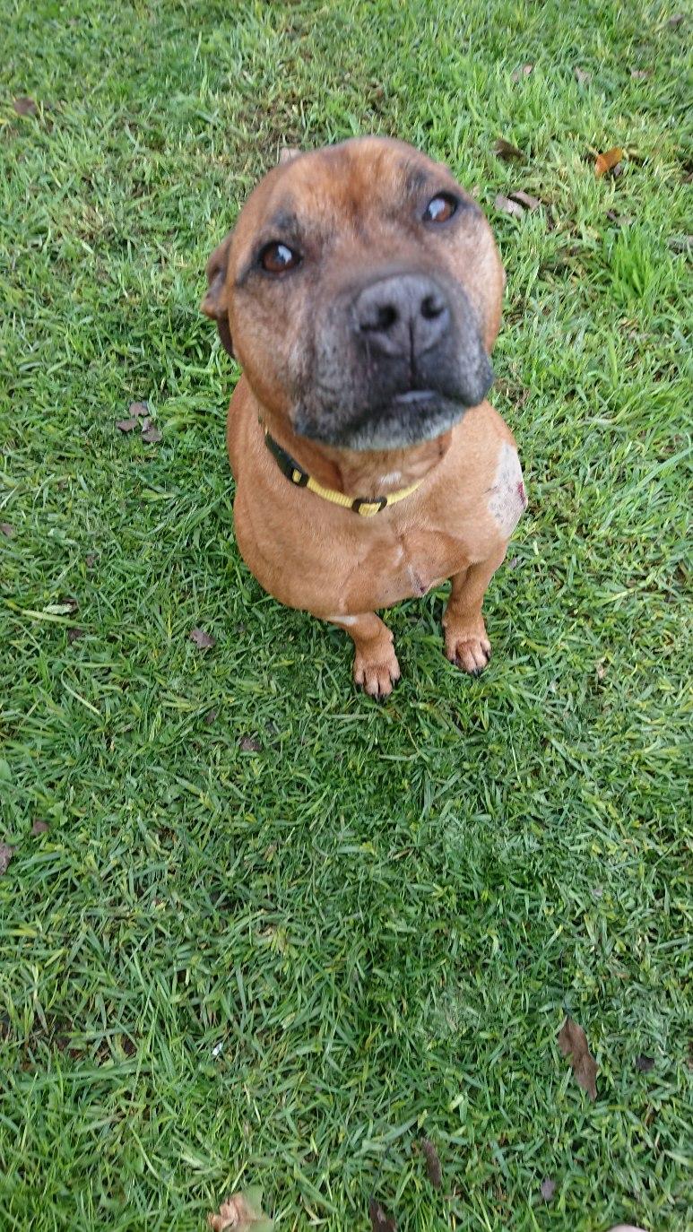 Koda - Small Male Staffy Dog in VIC - PetRescue