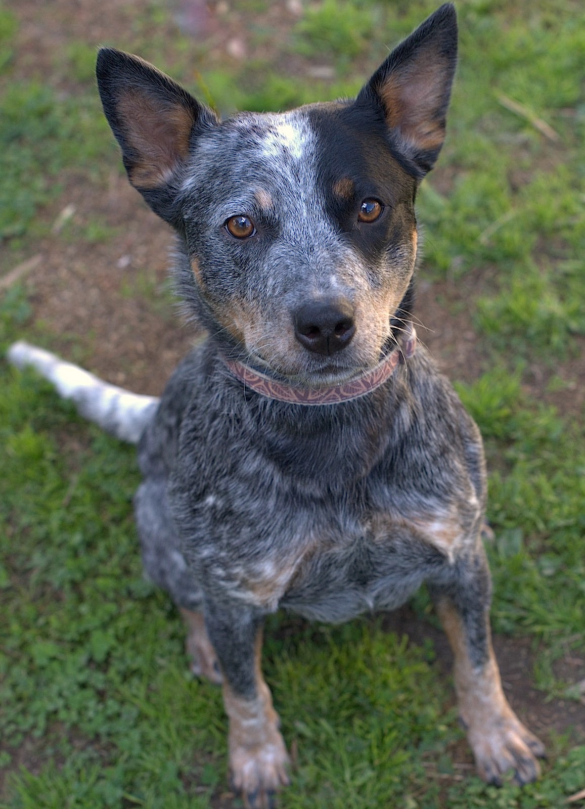 Roxy - Medium Female Australian Cattle Dog Mix Dog in NSW - PetRescue