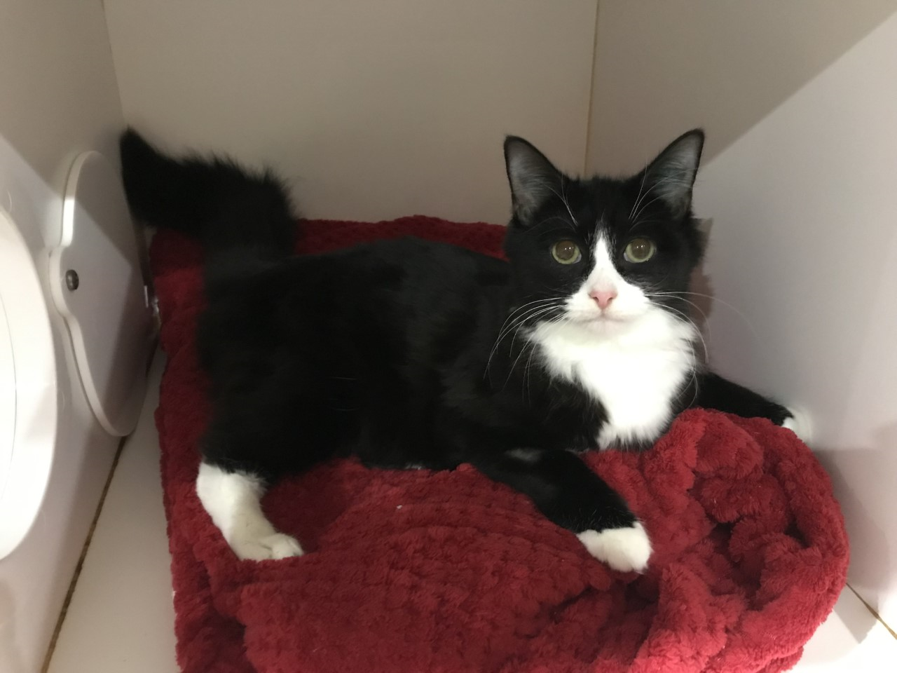 Pucci - Female Domestic Medium Hair Cat in VIC - PetRescue