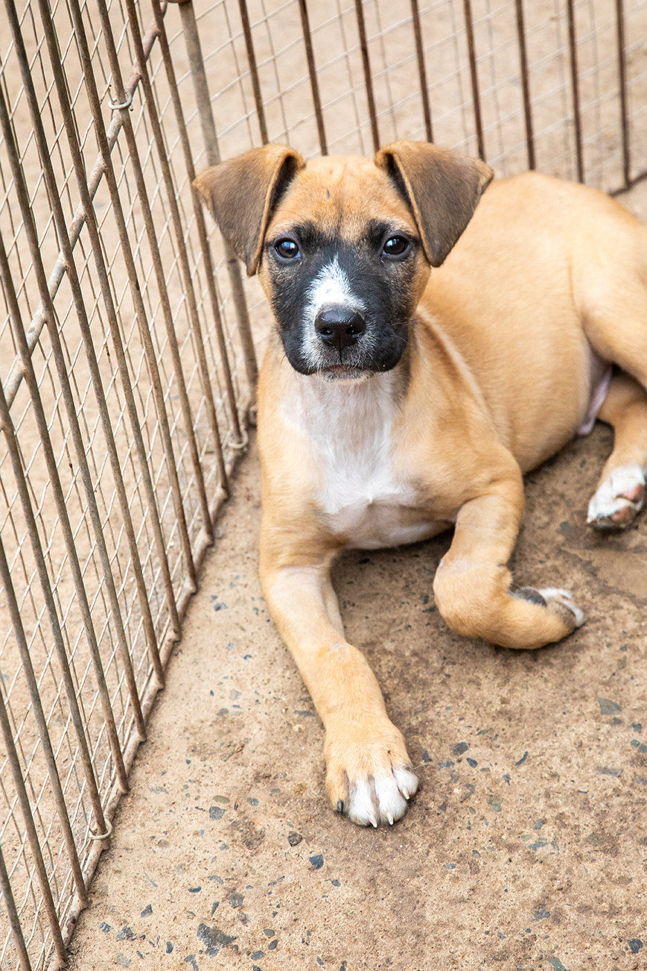 Joey - Medium Male Boxer Mix Dog in NSW - PetRescue
