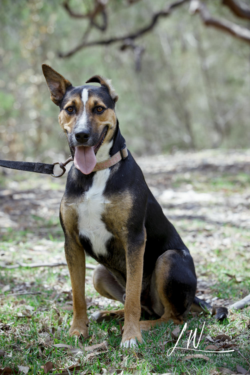 Trekker - Medium Male Kelpie Mix Dog in NSW - PetRescue