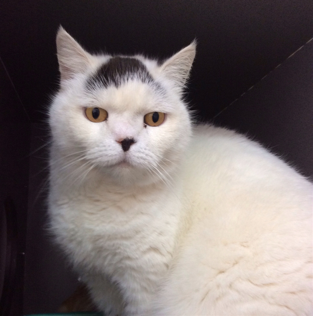 Bailey - Female British Shorthair x Turkish Van Mix Cat in QLD - PetRescue
