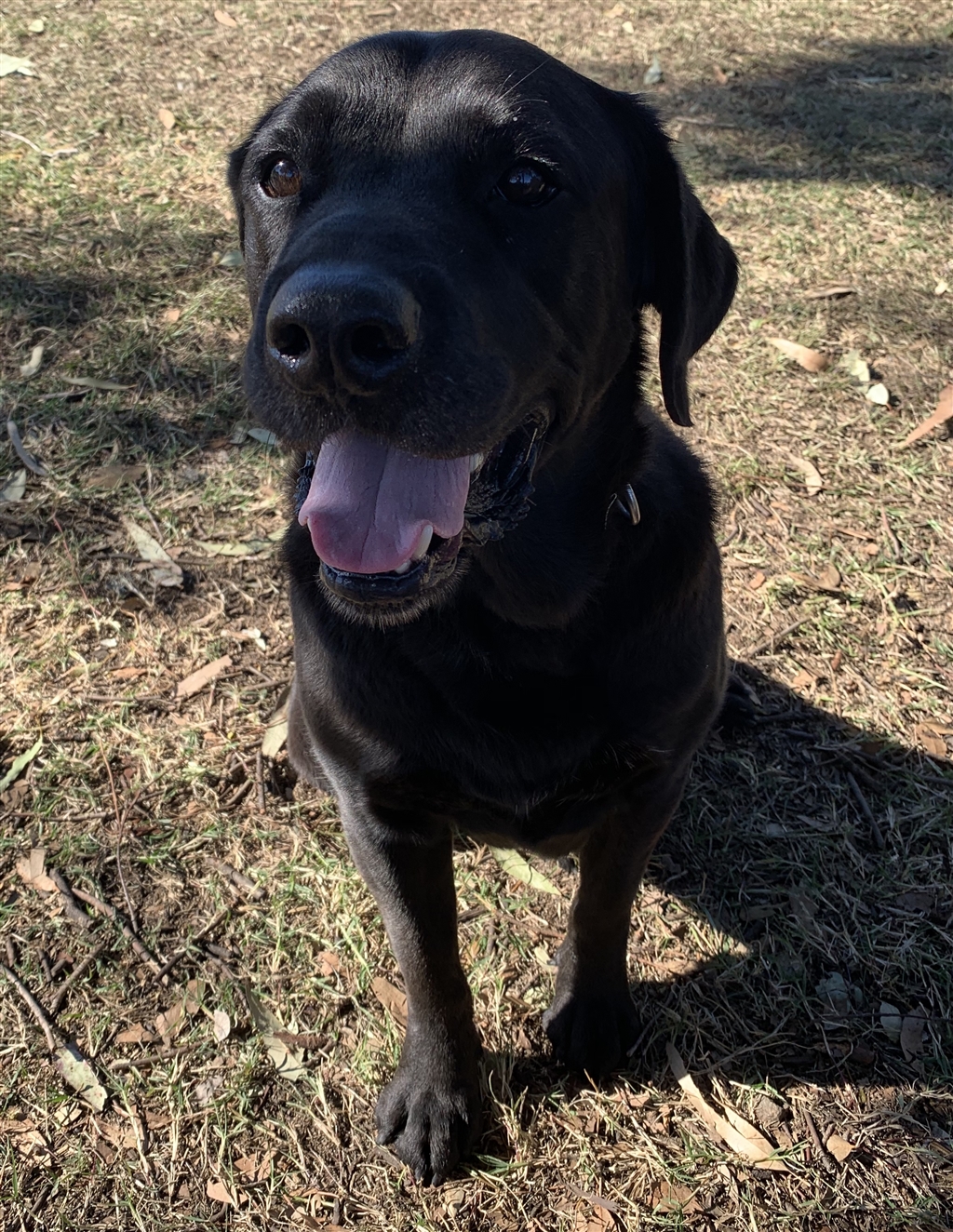 Henry - Medium Male Labrador Retriever Mix Dog in QLD - PetRescue