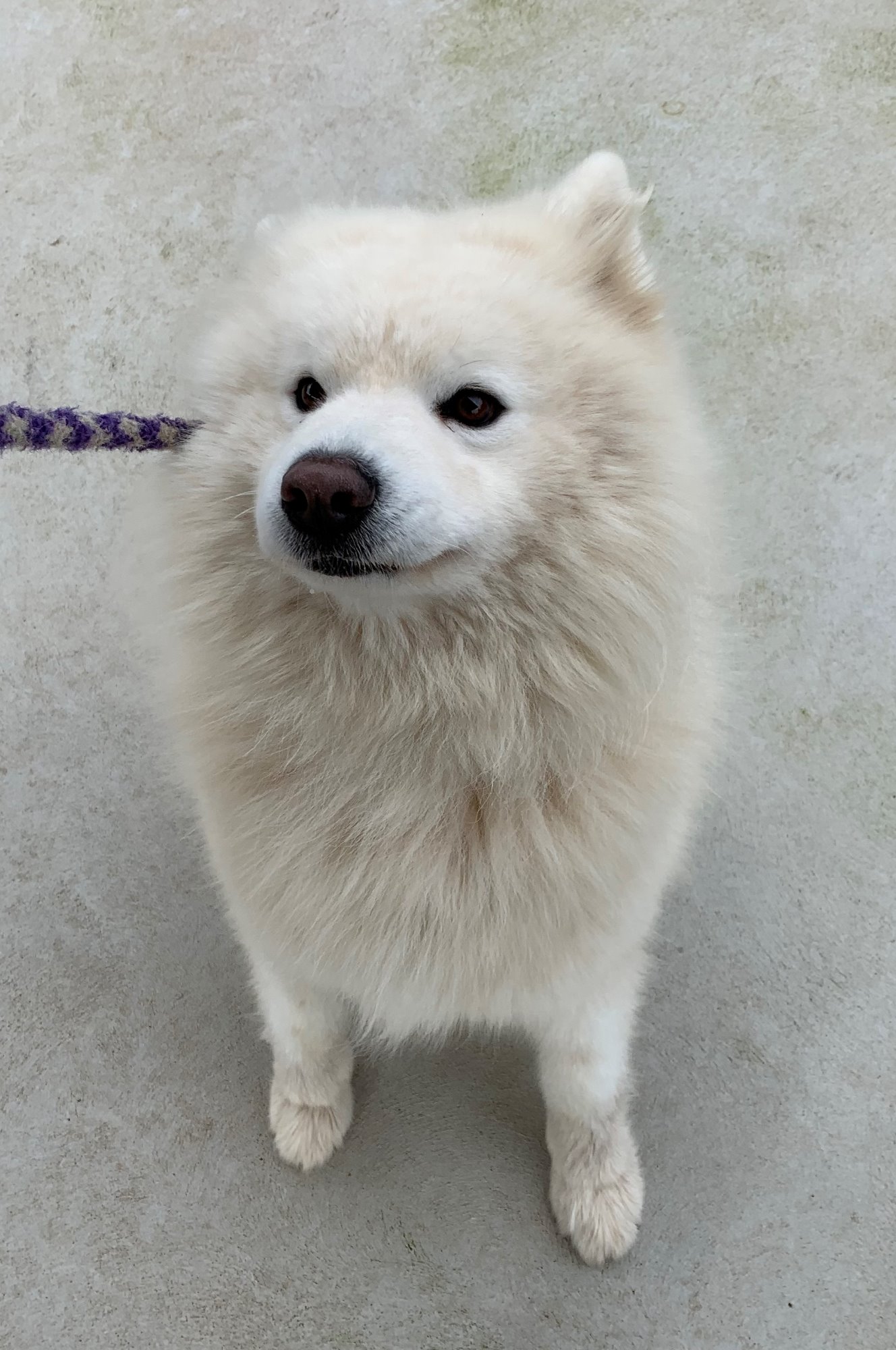Phoenix - Medium Male Samoyed Dog in VIC - PetRescue