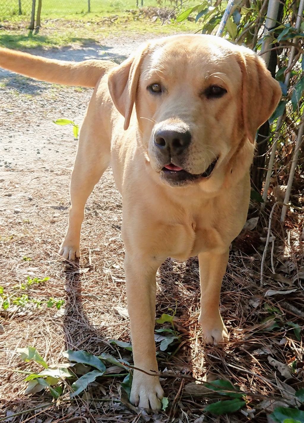 Cody - Large Male Labrador Retriever Dog in QLD - PetRescue