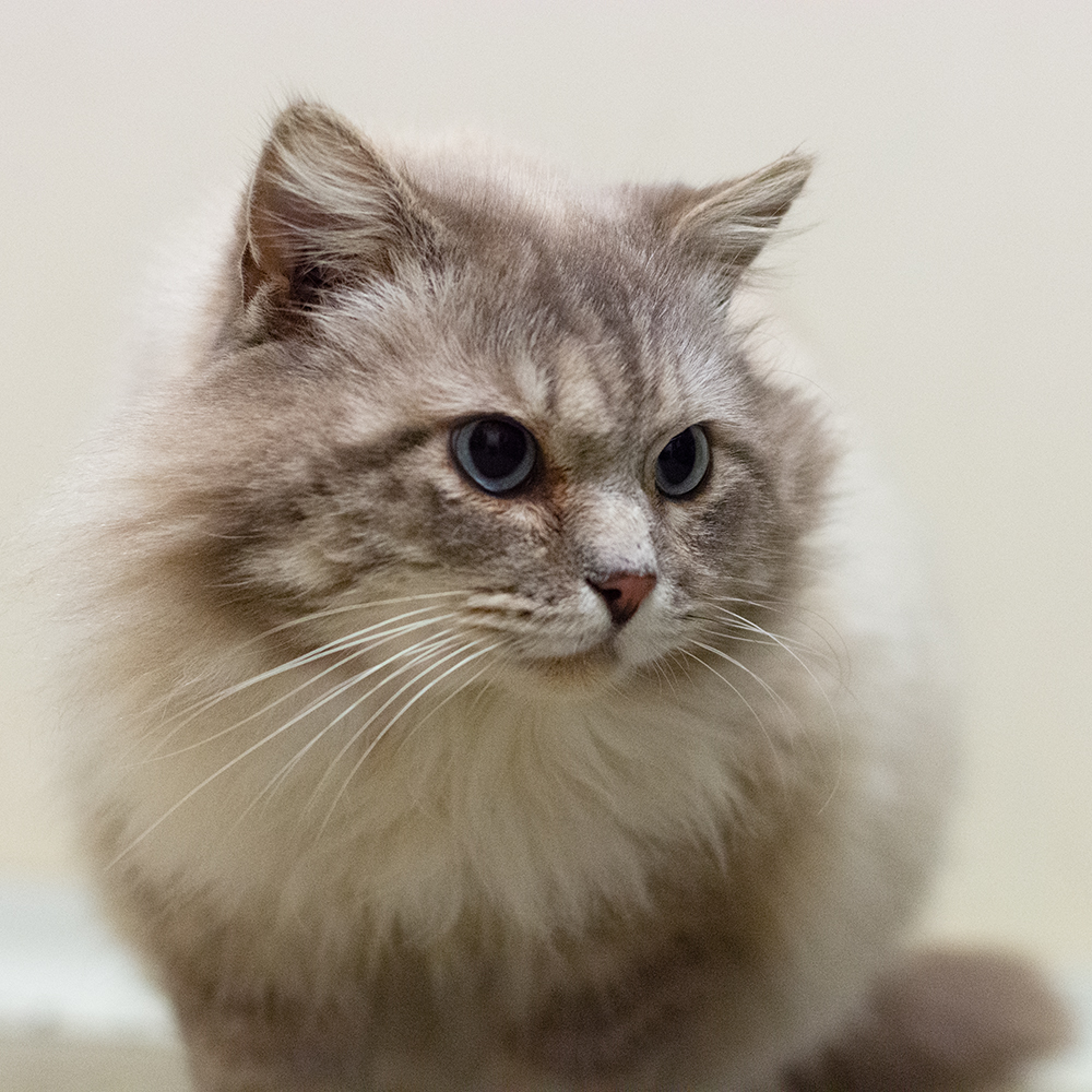 MM (Mystery Man) - Male Himalayan Mix Cat in VIC - PetRescue