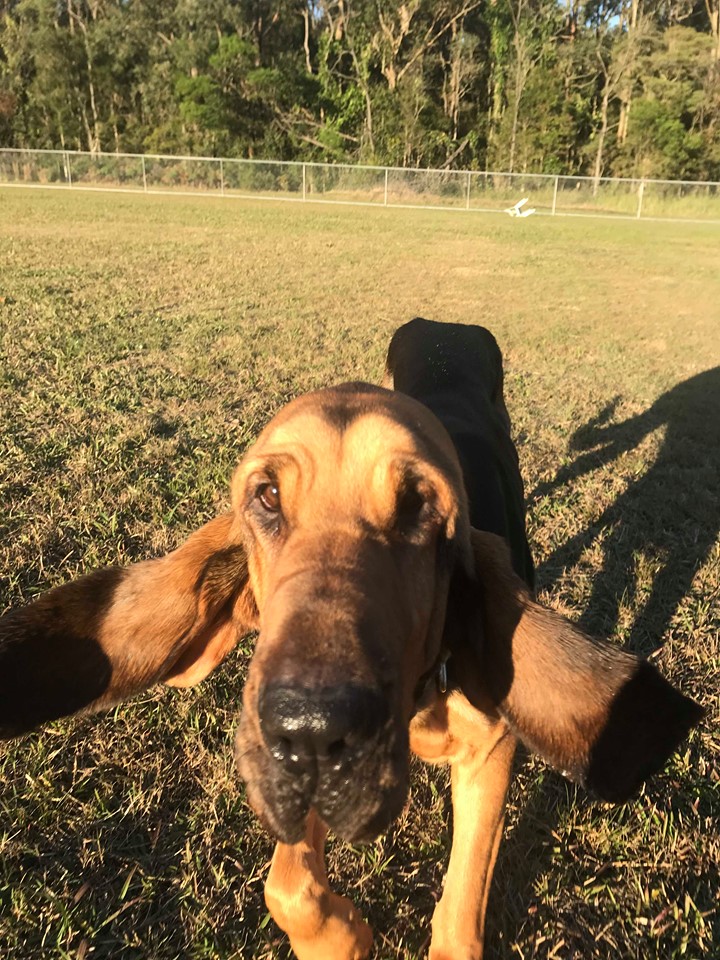 Pinkie - Large Female Bloodhound Dog in NSW - PetRescue