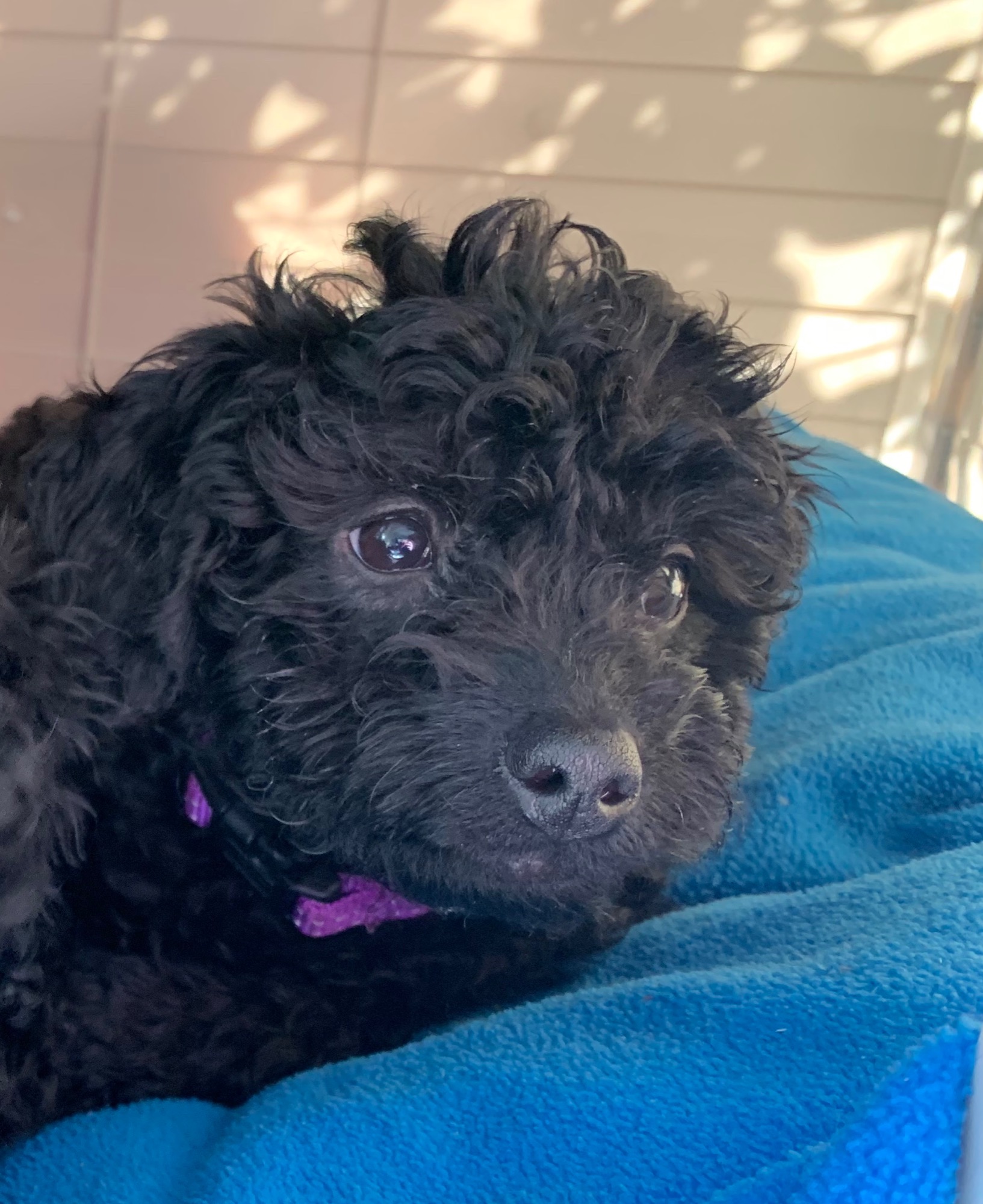 Millie - Medium Female Poodle x Cocker Spaniel Dog in NSW - PetRescue