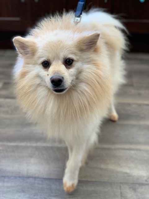 Buddy - Small Male German Spitz Dog in QLD - PetRescue