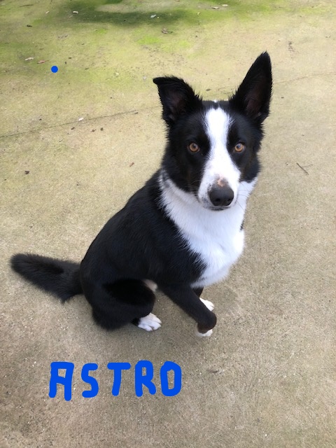 Astro - Medium Male Border Collie x Kelpie Mix Dog in VIC - PetRescue
